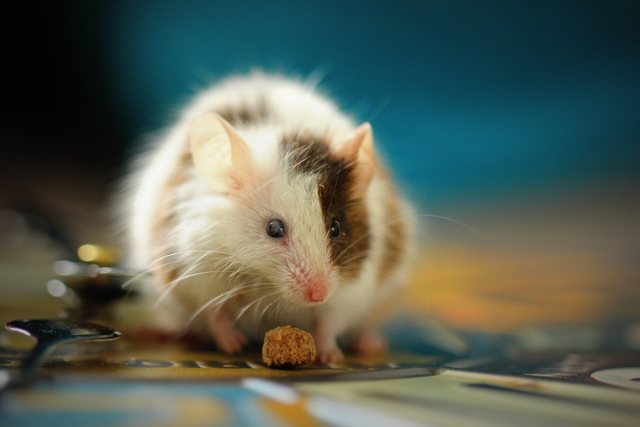 Cryosurgery For Pets El Paso, TX - CountryClubAnimalClinic